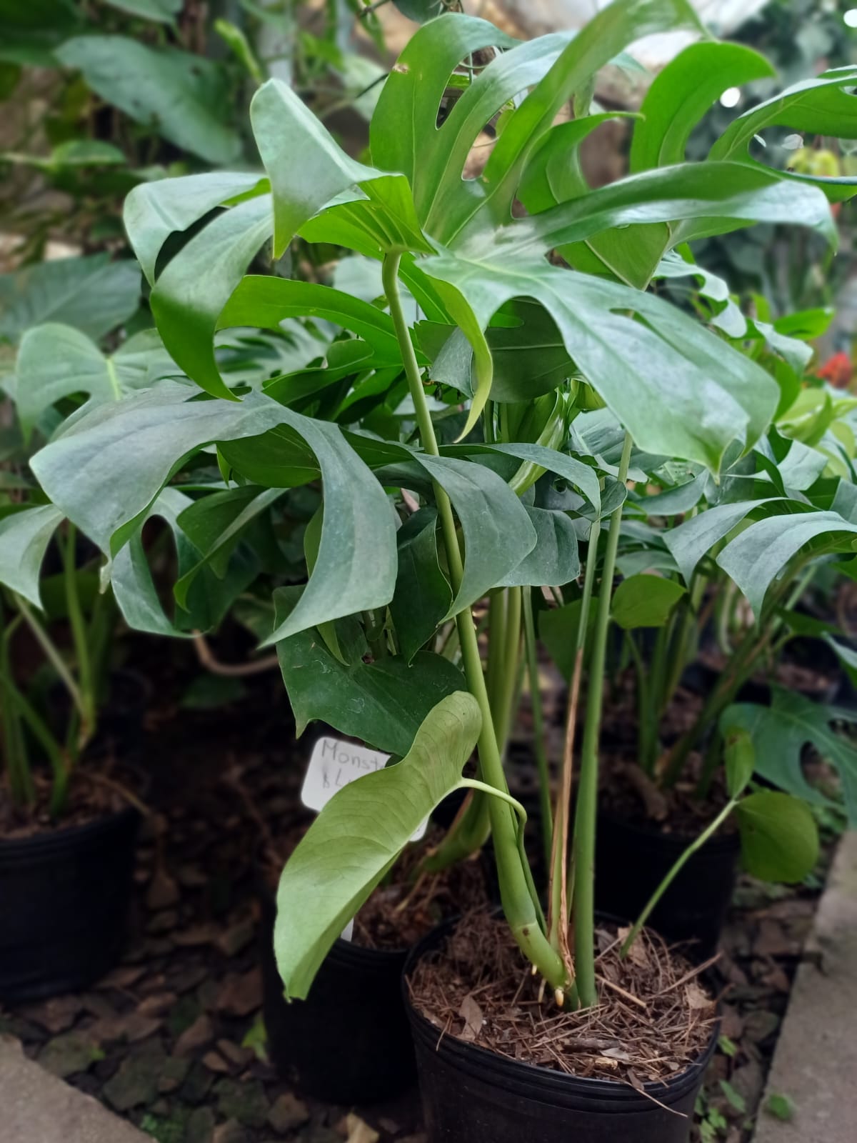 Monstera Deliciosa - Costilla de Adán, 4 lts. - Puerto Jardin