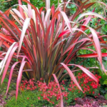 Formio Morado - Phormium tenax rubra, 10 lts. - Puerto Jardin